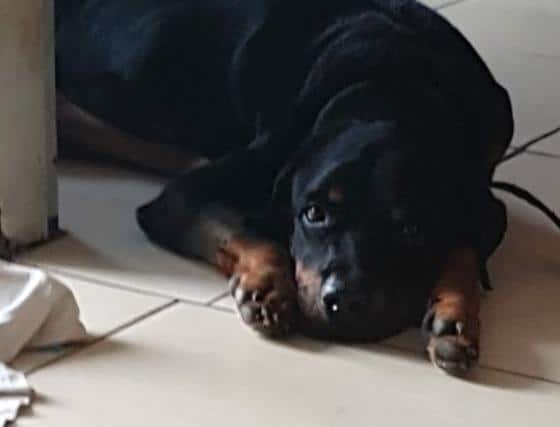 Cão ‘urso Tem Lesão Na Coluna E Precisa R 8 Mil Para Cirurgia Saiba Como Ajudar Medio Norte